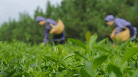 绿茶在茶农手里竟然用处这么多? 真是涨姿势, 受用一辈子