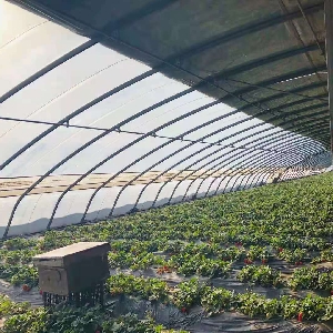 温室大棚宝宝 