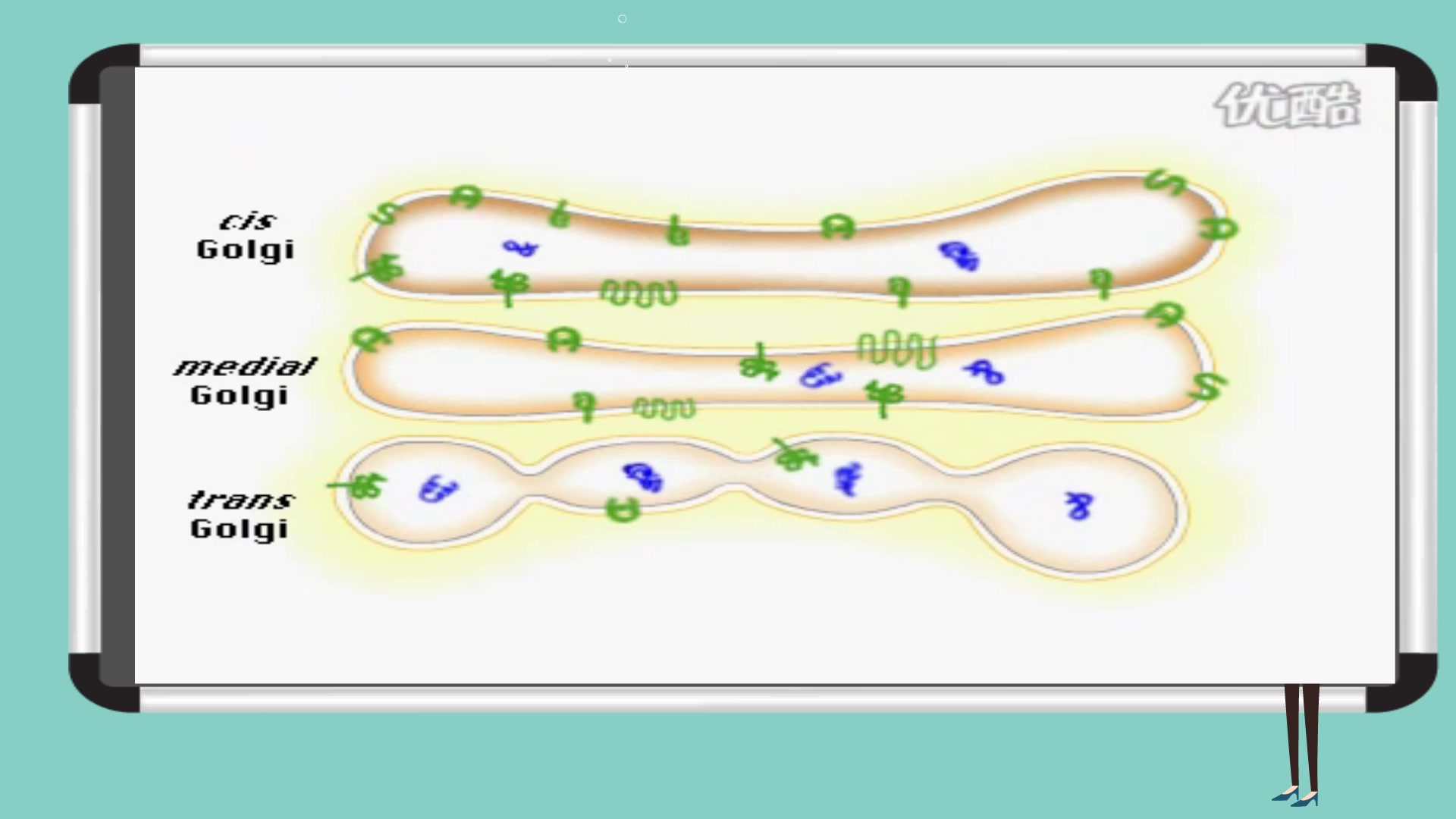 【如何做微课】分泌蛋白在细胞内合成与哪些细胞器有关?