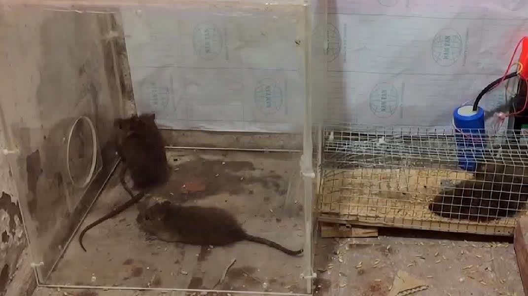 大神制作捕鼠器太强,本想把老鼠电到笼子里,谁知直接把它电晕了