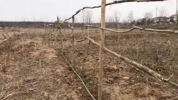 ߤ�就地取材的杂木围栏够环保吧!过几天平地种植木槿绿篱～藤本...