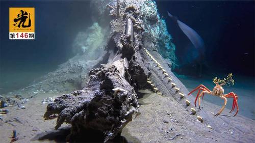 罕见的鲸落局面实录:30吨重抹香鲸落入海底,养活了万种深海生物