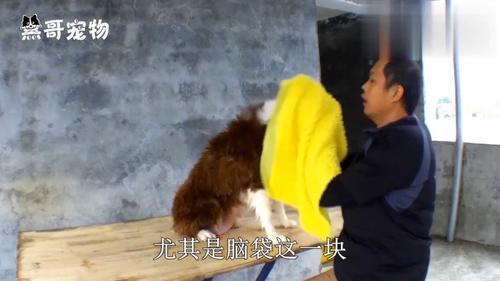 给狗狗洗澡有那么难吗?我来教你轻松给狗狗洗澡,整个过程很轻松!