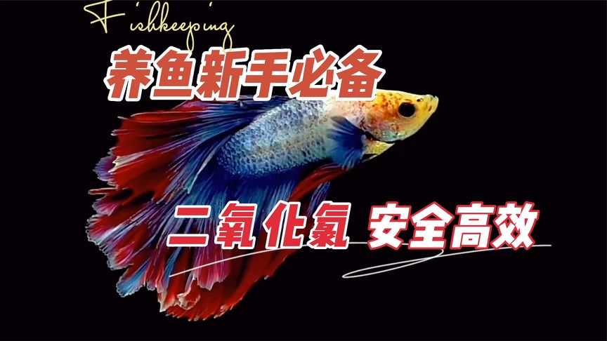 养鱼新手常备,二氧化氯,高效杀菌伤害小:养鱼笔记第3季74集