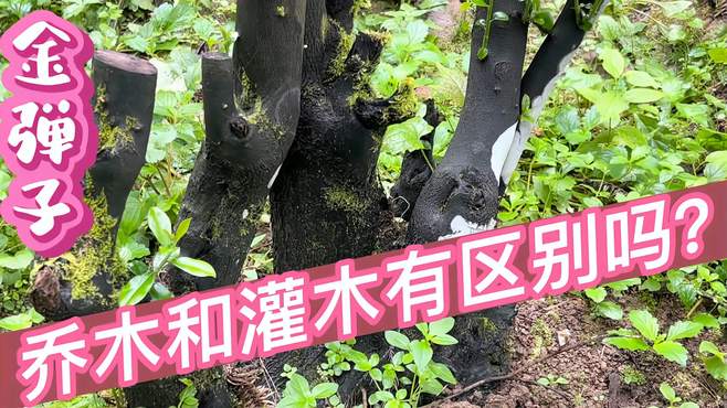 有人说金弹子分为乔木和灌木两种,怎样简单区分呢?