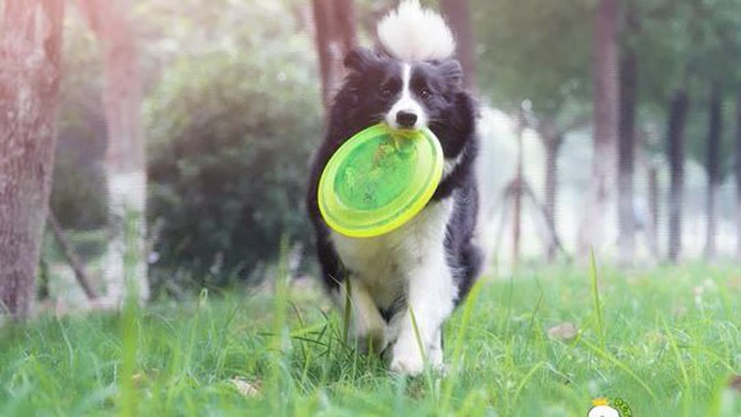 靠谱的宠物训犬师培训学校-狗狗护卫训练
