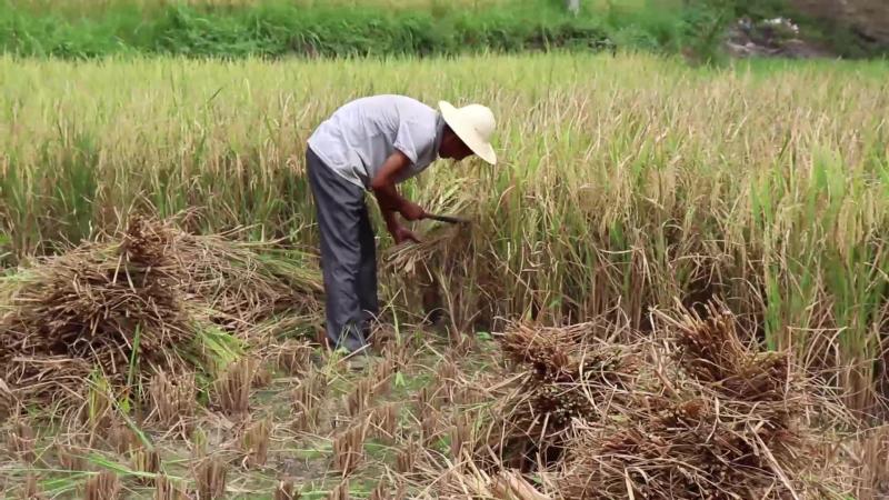 水稻成熟了,实拍农村水稻成熟收割场面!