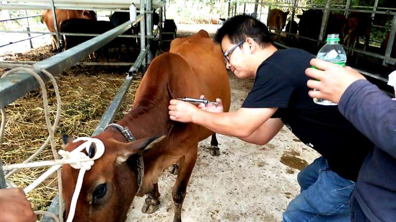 农村养牛越养越瘦怎么办?别急,曹哥教你如何给牛做皮下注射驱虫