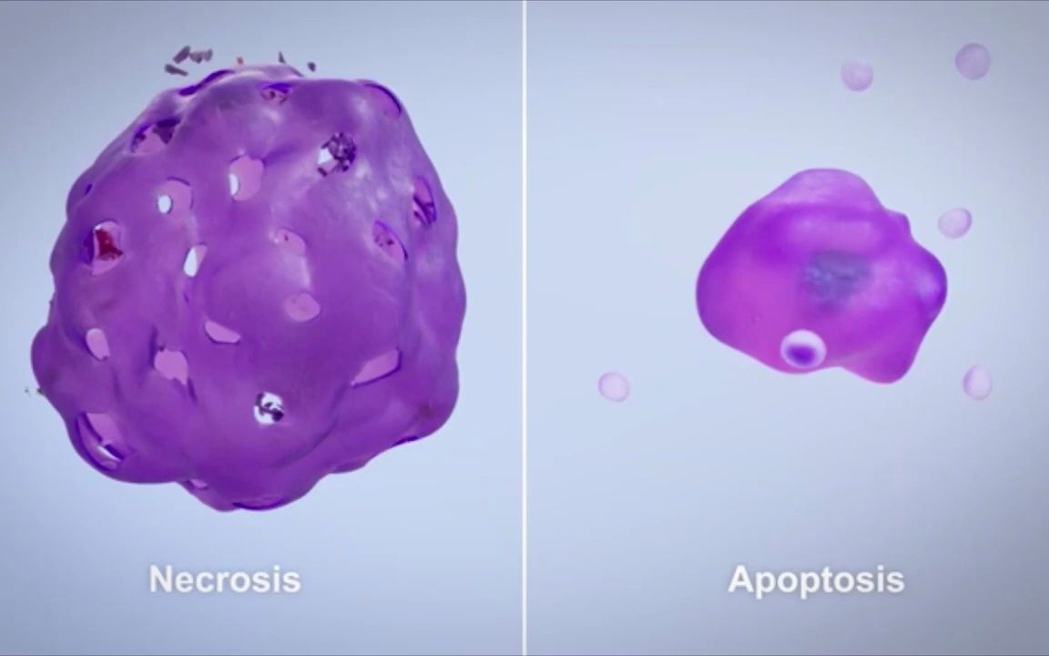 Necrosis and Apoptosis 3D animation细胞坏死与凋亡动画演示