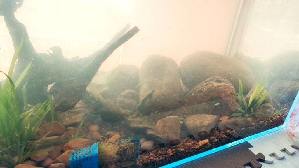 鱼缸硝化系统建立起来了