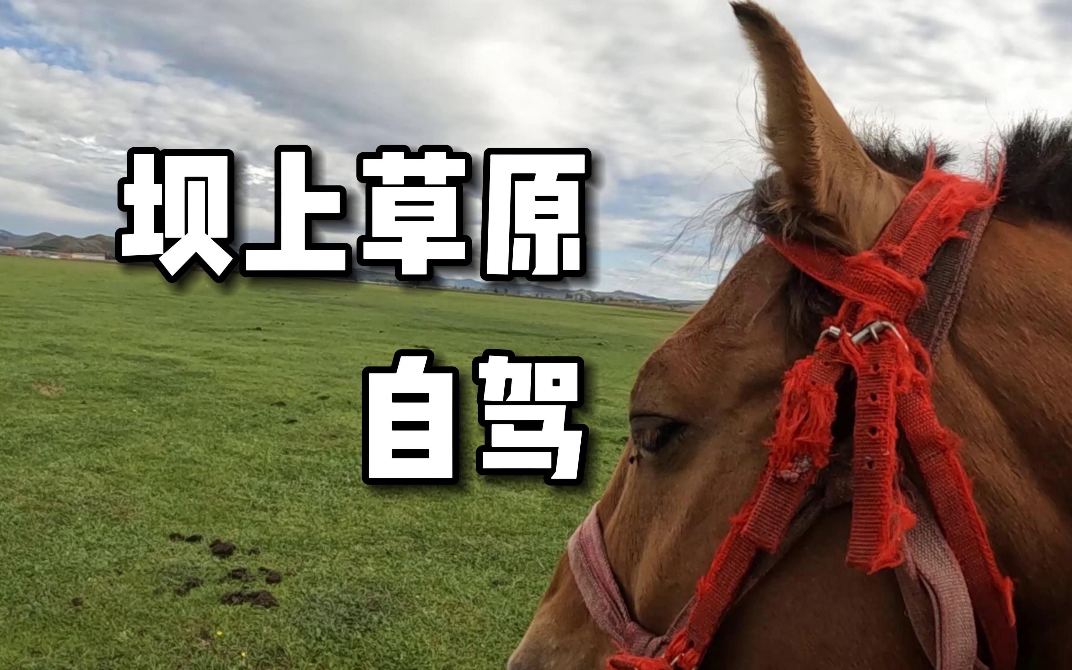 特种兵自驾河北丰宁坝上草原,早上3点就出发啦,骑马的感觉真不错!