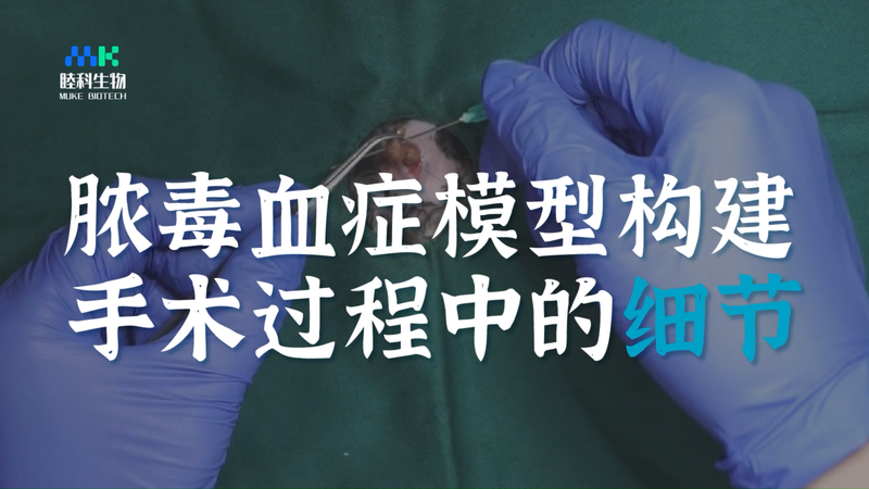 睦科生物 | 小鼠脓毒血症模型(盲肠结扎法)手术构建细节