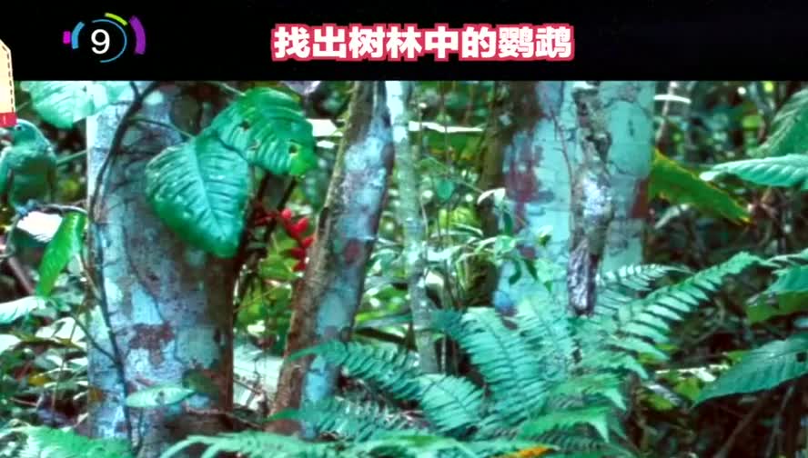 7个眼力测试,草地上藏着一条蟒蛇,很多人找不出