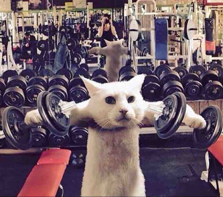 王誉锦的卡列尼娜 