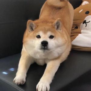 一只游泳 