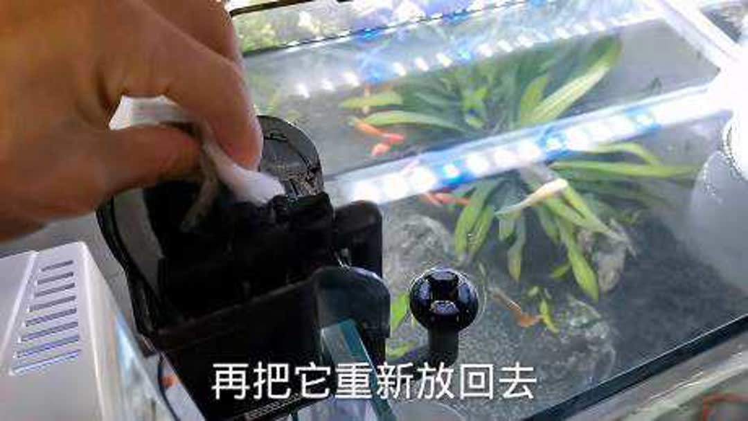 功率才两瓦的瀑布过滤器,可以玩转一个60小型鱼混养缸的水质吗?