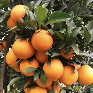 鲜果橙果农 