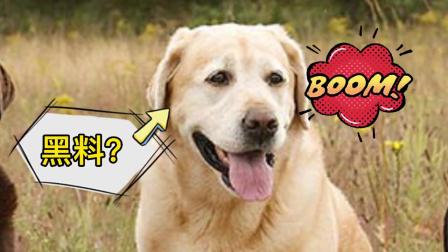 扒一扒拉布拉多的诞生史,以及它的老底