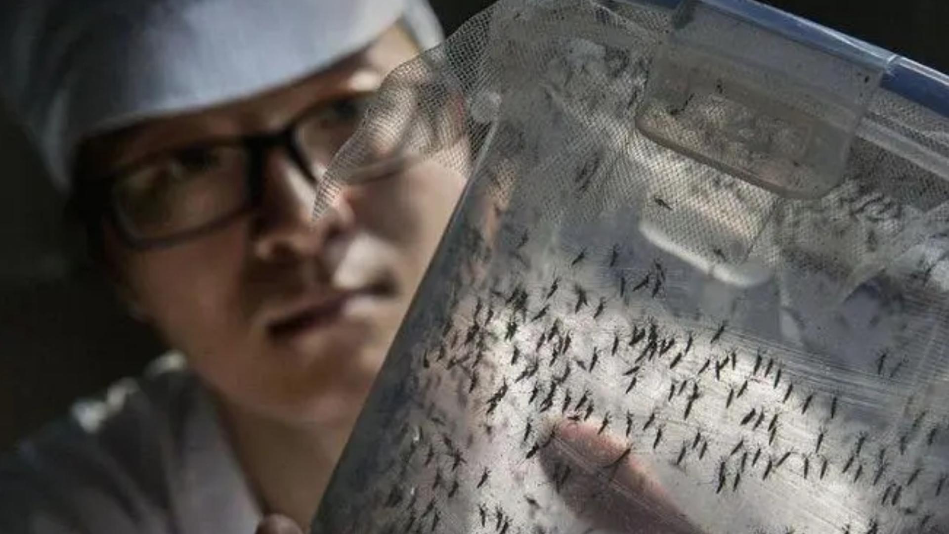 中国神秘的蚊子工厂,一天释放100万只,竟然深受人们欢迎