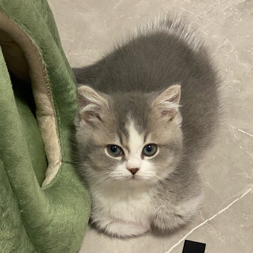 猫猫泰迪的妈妈艾碧 