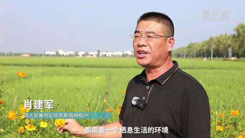 生态防治:水稻防虫增收的“秘密武器”