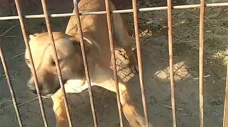 “战神”比特犬就是凶狠,看这敏捷程度,就知道打架绝对没问题