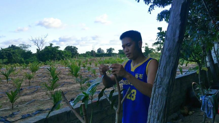 芒果树有不一样的栽培方法,你们没见过吧!
