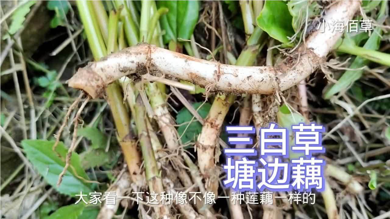 塘边藕中药名三白草,民间叫它白带草,你家乡有这种植物吗