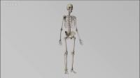 骨骼 3D动画演示