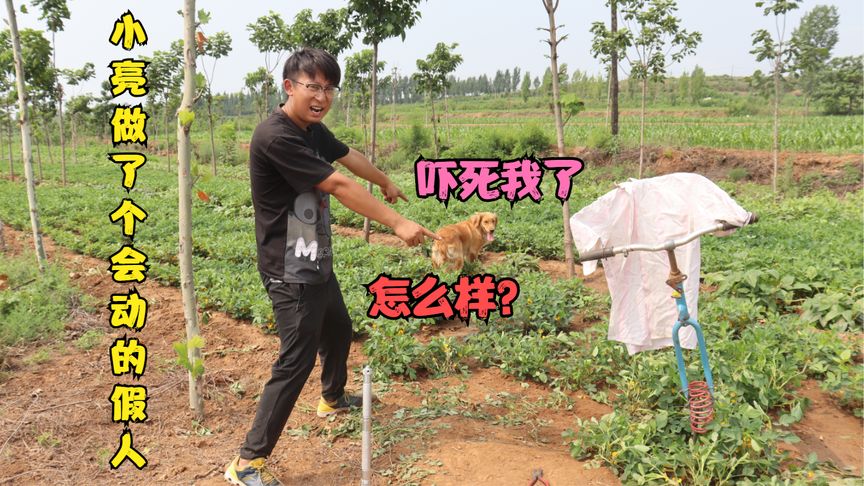 为防止花生被糟蹋小亮做了个假人,把金毛吓坏了,能吓到凶手吗?
