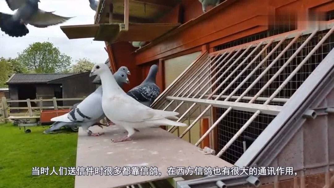 古代通信靠的是信鸽,信鸽是怎么知道送信位置的?