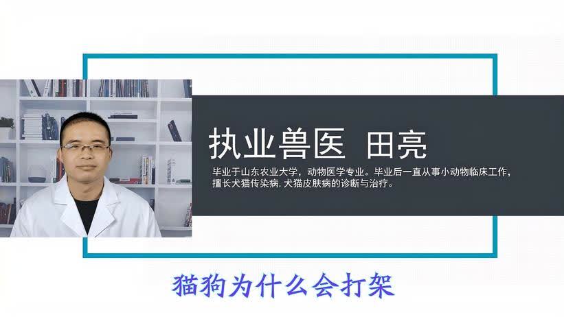 猫狗为什么会打架,猫和狗可以一起养吗