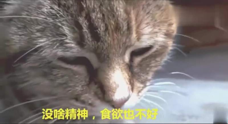 流浪猫的伤口化脓了给它的伤口消毒和上了消炎药,希望它能好转