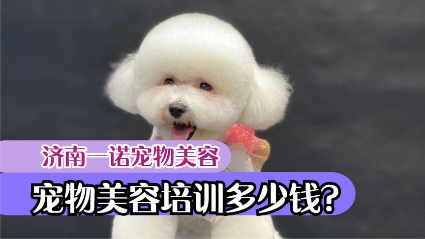 最近发现宠物美容师挺火的,问一下宠物美容培训多少钱?