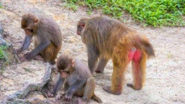 狒狒的屁股为什么会又红又肿,是天生的吗?看完涨知识了