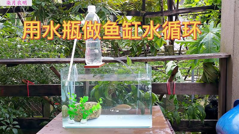 越南小伙用一个水瓶做鱼缸的水循环装置,竟然不用电?
