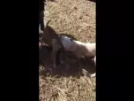 猛犬斗狗血腥打斗