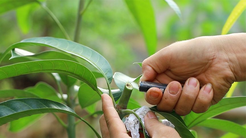 给芒果修剪,这个位置烧一下,挂果就多多了