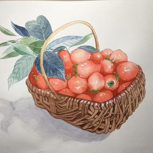ߍ�番茄绘画 