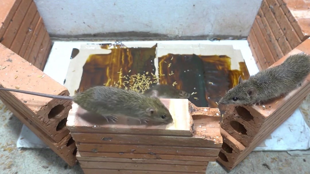 粘鼠板的摆放有讲究,用点道具伪装它,一次能抓好几只老鼠