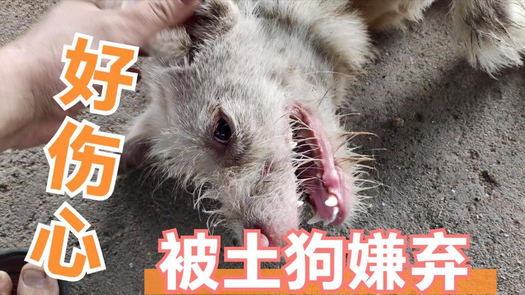 收养的土狗没想到是世界名犬,自家土狗居然还嫌弃它,真是没眼光