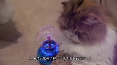给猫咪进行塔罗牌占卜会发生什么有趣的事情网友还真是可爱呀