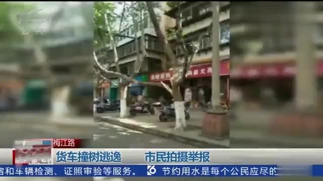 货车撞断大树开车就跑 被路过市民举报抓获