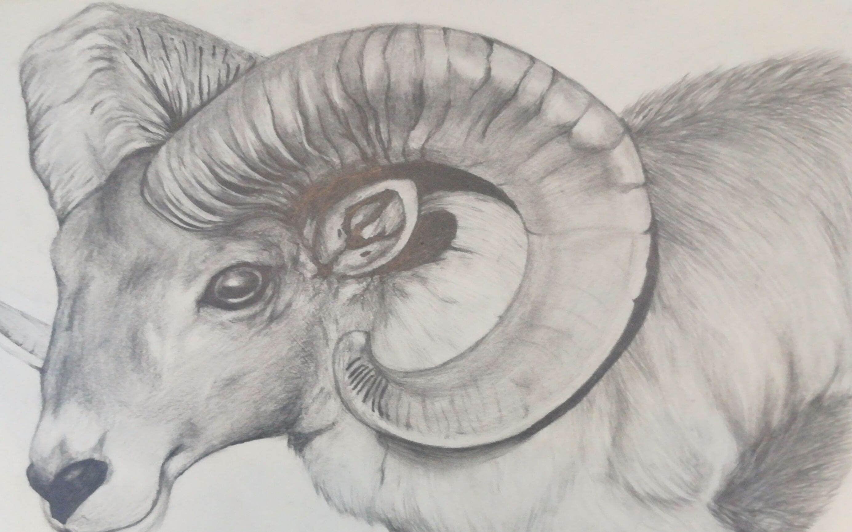 【总结】三年绘画练习(´ﾟωﾟ`)