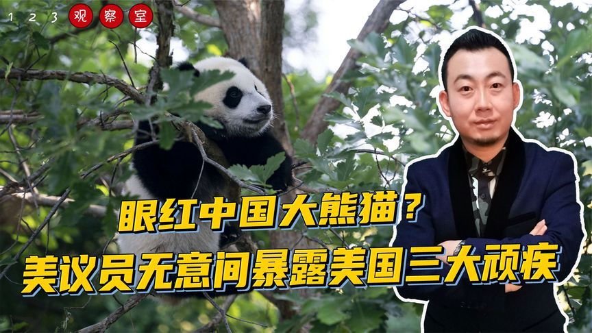 眼红中国大熊猫?美议员无耻狂言,无形间暴露美国三大顽疾