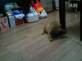 《快乐生活一点通》皮皮虾炒鸡蛋