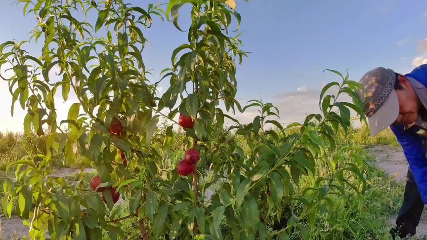 #新农村计划2022 #农业种植 #我的乡村生活