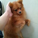 爱拉小提琴的拓跋文瑶 