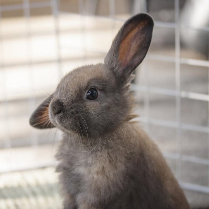 酸辣兔兔粉丝汤 