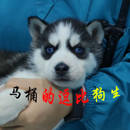 马桶的逗比狗生Fly 
